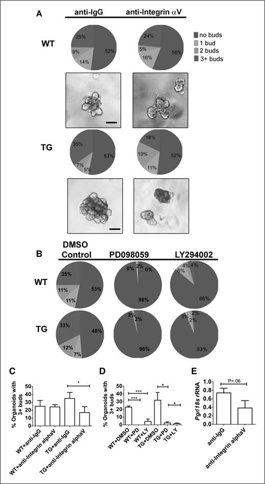 Epimorphin Is a Novel Regulator of the Progesterone Receptor Isoform-A ...
