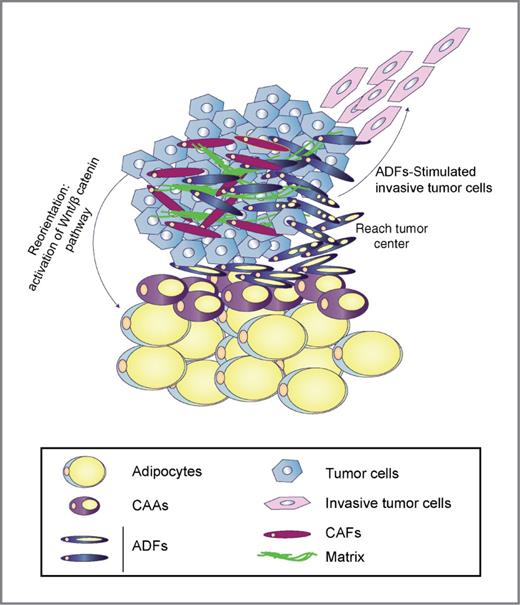 Adipocyte-Derived Fibroblasts Promote Tumor Progression and Contribute ...