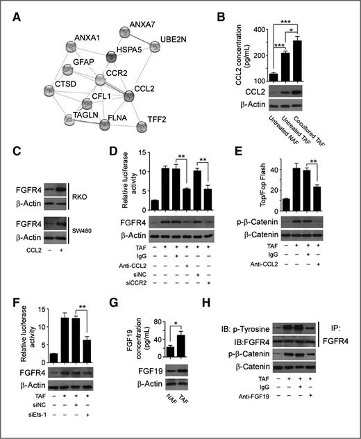 FGFR4 Promotes Stroma-Induced Epithelial-to-Mesenchymal Transition in ...