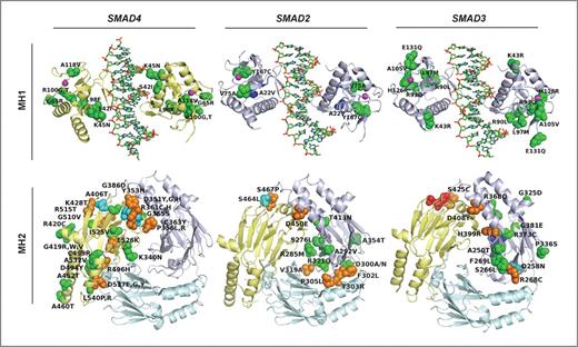 SMAD2, SMAD3 and SMAD4 Mutations in Colorectal Cancer | Cancer Research ...