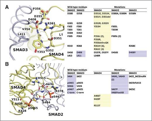 SMAD2, SMAD3 and SMAD4 Mutations in Colorectal Cancer | Cancer Research ...