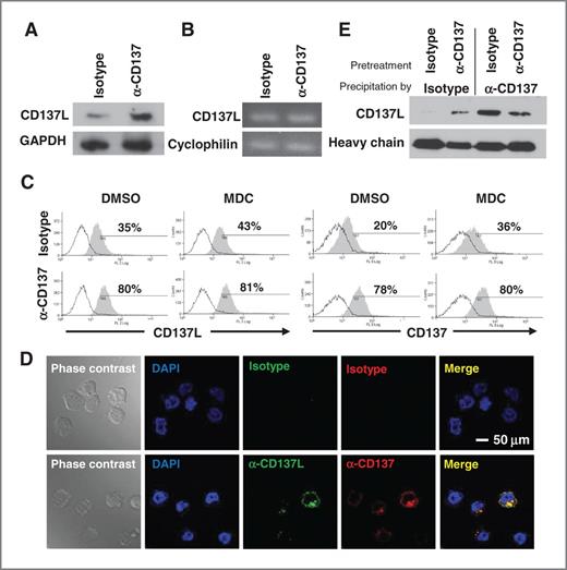Expression of CD137 on Hodgkin and Reed–Sternberg Cells Inhibits T-cell ...