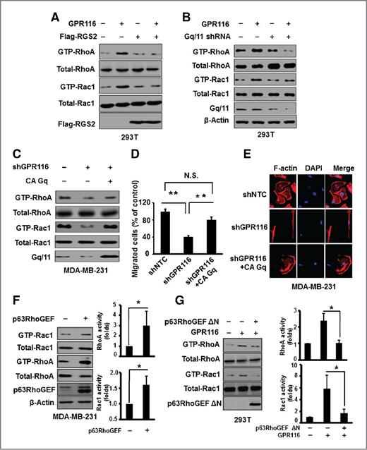 GPR116, an Adhesion G-Protein–Coupled Receptor, Promotes Breast Cancer ...