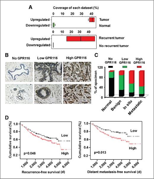 GPR116, an Adhesion G-Protein–Coupled Receptor, Promotes Breast Cancer ...
