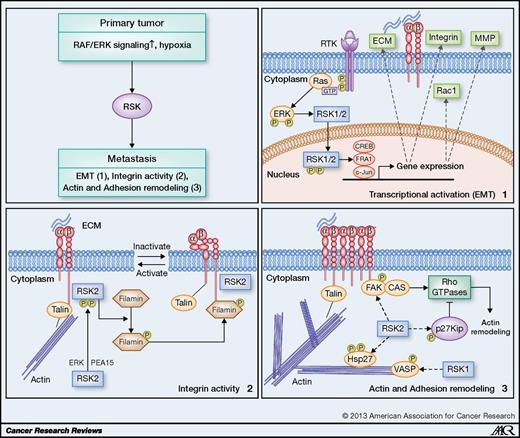 RSK Isoforms in Cancer Cell Invasion and Metastasis | Cancer Research ...