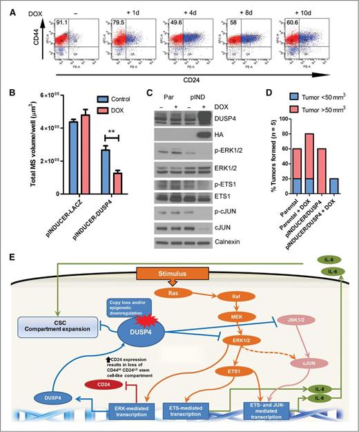 Activation of MAPK Pathways due to DUSP4 Loss Promotes Cancer Stem Cell ...