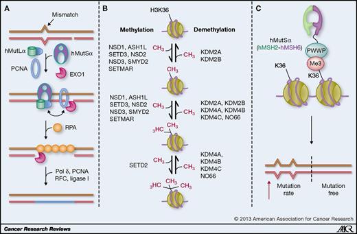 Decoding the Histone Code: Role of H3K36me3 in Mismatch Repair and ...