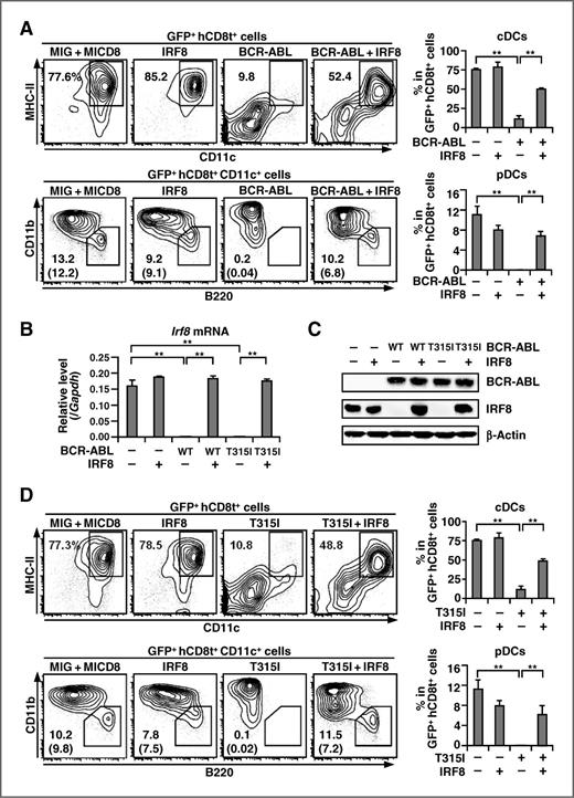 The Transcription Factor IRF8 Counteracts BCR-ABL to Rescue Dendritic ...
