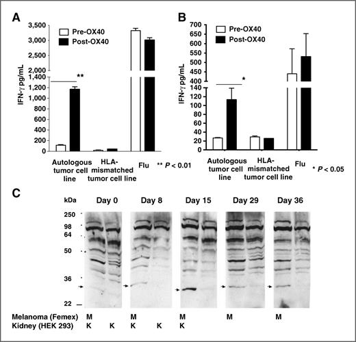 OX40 Is a Potent Immune-Stimulating Target in Late-Stage Cancer ...