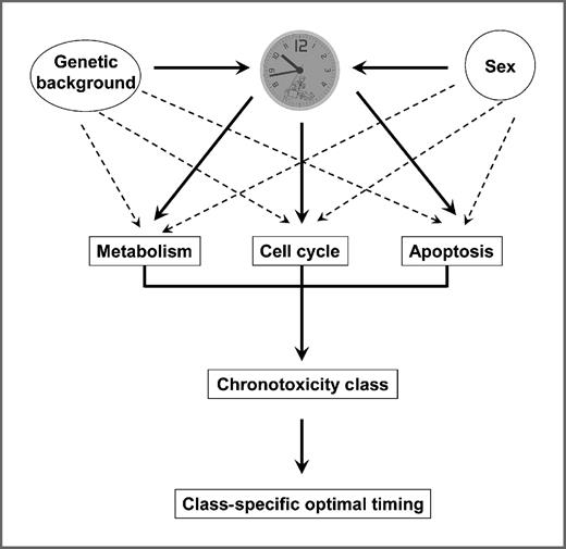 A Circadian Clock Transcription Model for the Personalization of Cancer ...