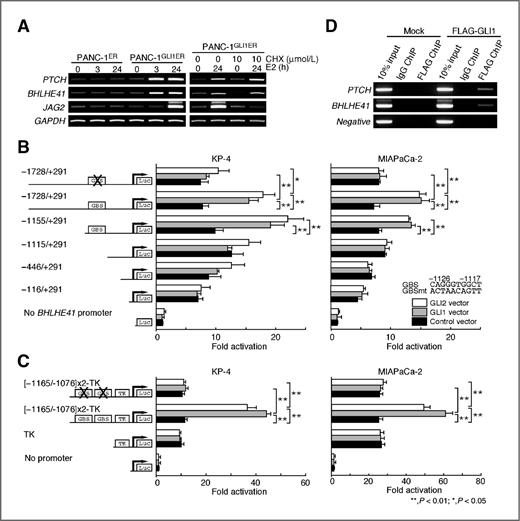 GLI1 Interferes with the DNA Mismatch Repair System in Pancreatic ...