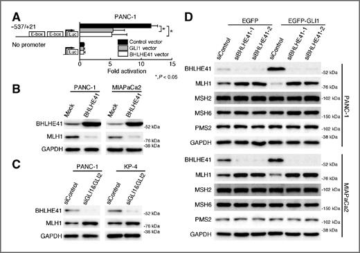 GLI1 Interferes with the DNA Mismatch Repair System in Pancreatic ...