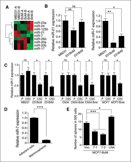 miR-7 Suppresses Brain Metastasis of Breast Cancer Stem-Like Cells By ...