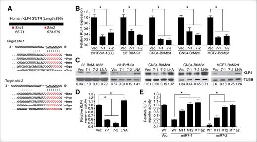 miR-7 Suppresses Brain Metastasis of Breast Cancer Stem-Like Cells By ...