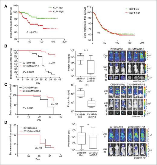 miR-7 Suppresses Brain Metastasis of Breast Cancer Stem-Like Cells By ...