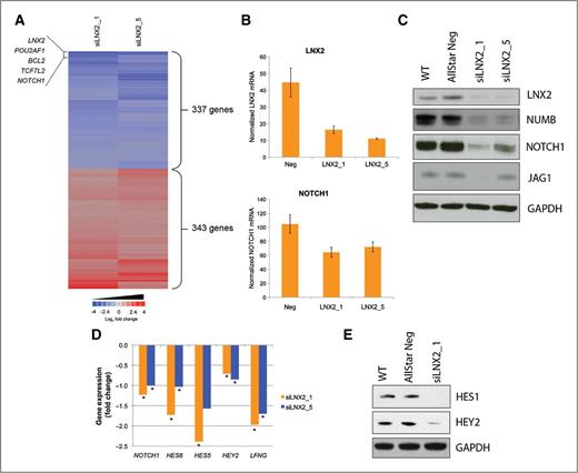 Genetic Amplification of the NOTCH Modulator LNX2 Upregulates the WNT/β ...