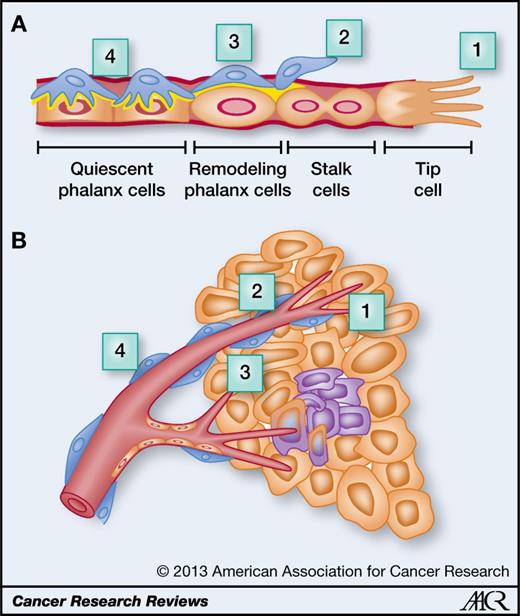 Angiopoietin-2: An Attractive Target for Improved Antiangiogenic Tumor ...