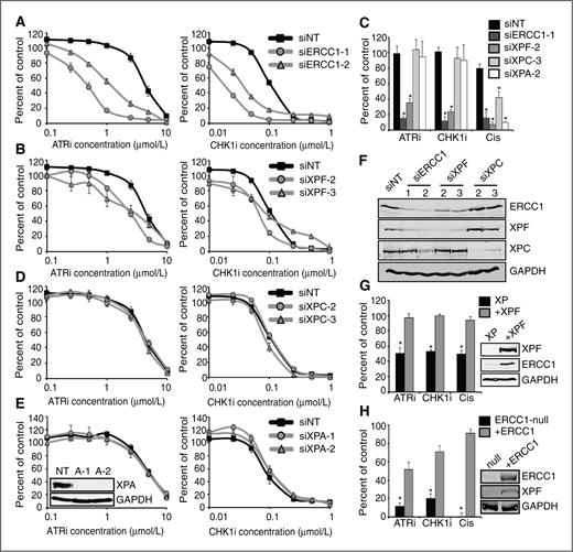 ATR Pathway Inhibition Is Synthetically Lethal in Cancer Cells with ERCC1 Deficiency | Cancer ...