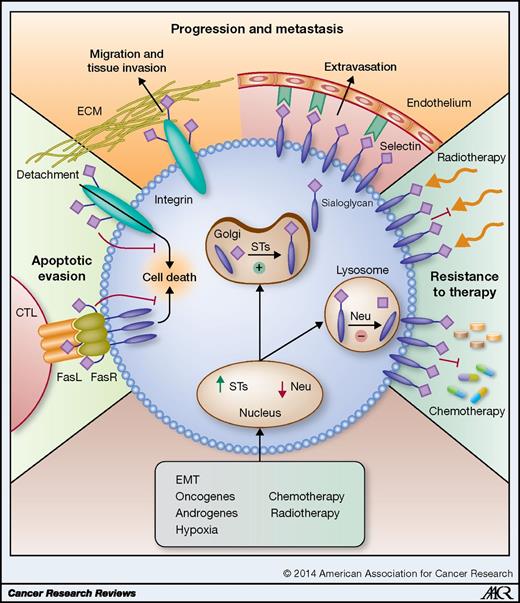 Sialic Acids Sweeten a Tumor's Life | Cancer Research | American Association for Cancer Research