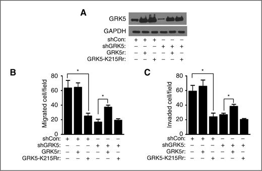 G Protein–Coupled Receptor Kinase GRK5 Phosphorylates Moesin and ...