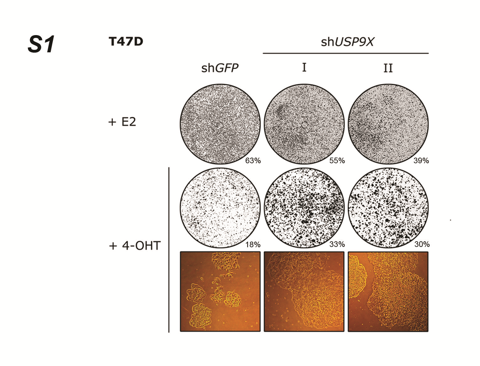 USP9X Downregulation Renders Breast Cancer Cells Resistant to Tamoxifen ...