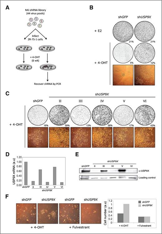 USP9X Downregulation Renders Breast Cancer Cells Resistant to Tamoxifen ...