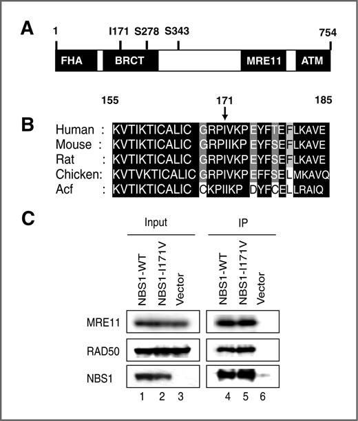 A Rare Polymorphic Variant of NBS1 Reduces DNA Repair Activity and ...