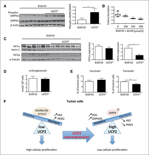 Mitochondrial Retrograde Signaling Mediated by UCP2 Inhibits Cancer ...
