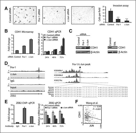 Genome-wide Profiling of AP-1–Regulated Transcription Provides Insights ...