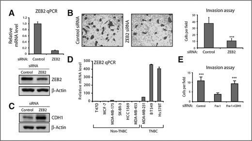 Genome-wide Profiling of AP-1–Regulated Transcription Provides Insights ...