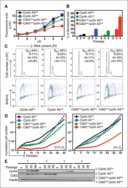 Loss of Cdk2 and Cyclin A2 Impairs Cell Proliferation and Tumorigenesis ...