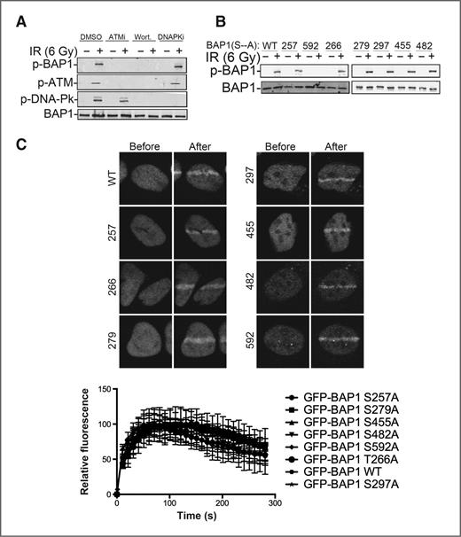 Germline Mutations in BAP1 Impair Its Function in DNA Double-Strand ...