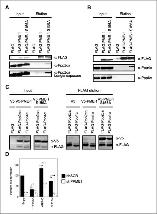 PME-1 Modulates Protein Phosphatase 2A Activity to Promote the ...