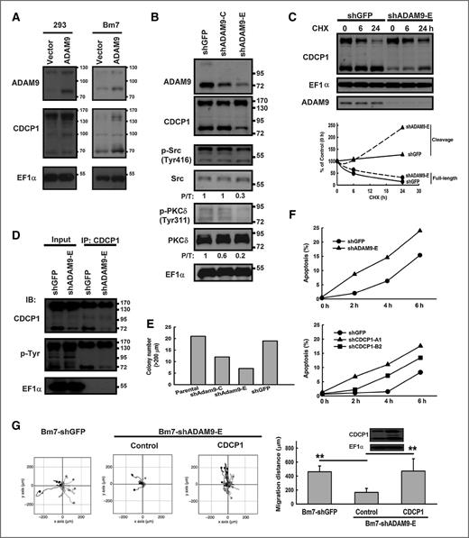 ADAM9 Promotes Lung Cancer Metastases to Brain by a Plasminogen ...