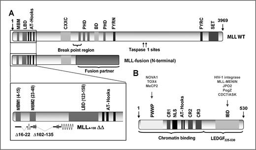 Validation and Structural Characterization of the LEDGF/p75–MLL ...