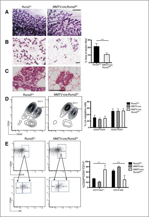 Runx2 Is a Novel Regulator of Mammary Epithelial Cell Fate in ...
