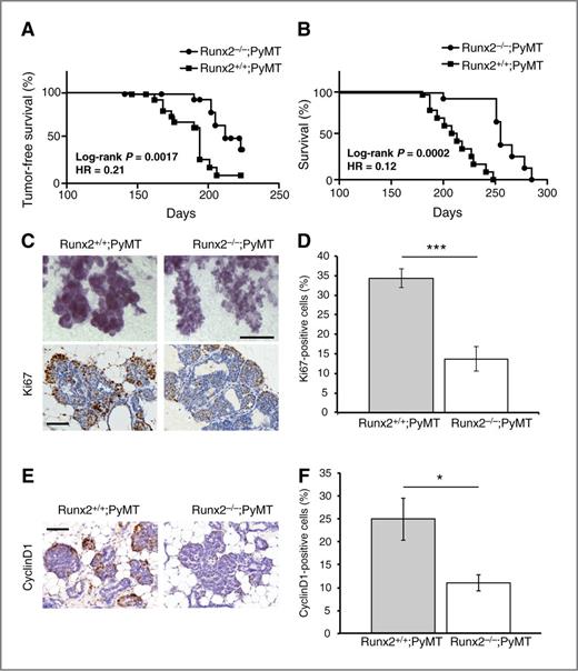 Runx2 Is a Novel Regulator of Mammary Epithelial Cell Fate in ...
