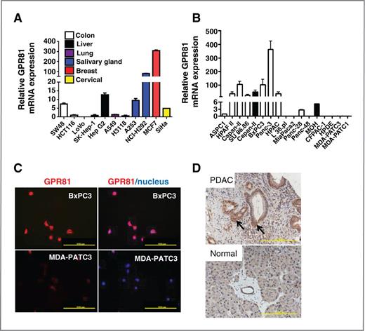 Cell Surface Lactate Receptor GPR81 Is Crucial for Cancer Cell Survival ...