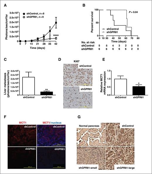 Cell Surface Lactate Receptor GPR81 Is Crucial for Cancer Cell Survival ...