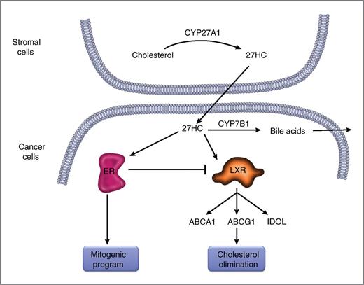 Obesity, Cholesterol Metabolism, and Breast Cancer Pathogenesis ...