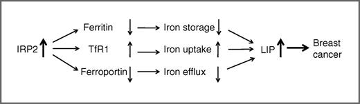 IRP2 Regulates Breast Tumor Growth | Cancer Research | American ...