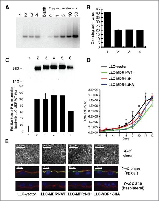 MDR1 Synonymous Polymorphisms Alter Transporter Specificity and Protein ...