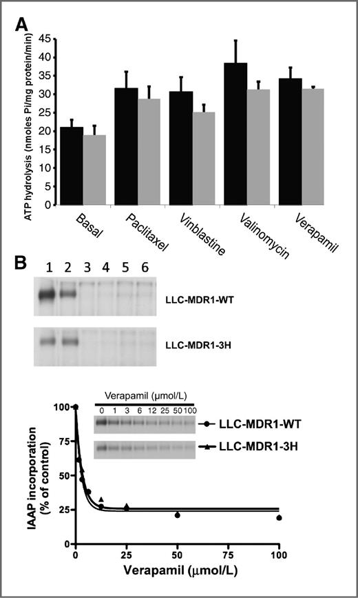 MDR1 Synonymous Polymorphisms Alter Transporter Specificity and Protein ...