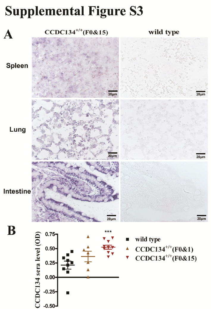Cytokine-like Molecule CCDC134 Contributes to CD8+ T-cell Effector ...