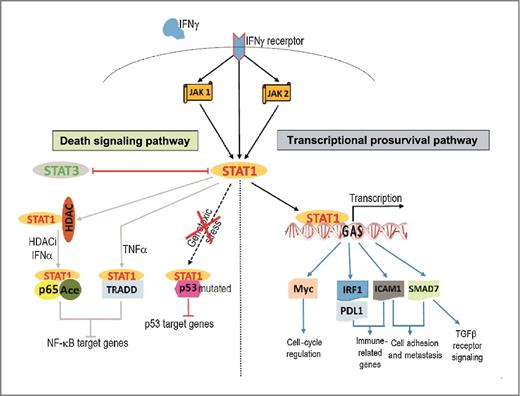 STAT1 Drives Tumor Progression in Serous Papillary Endometrial Cancer ...