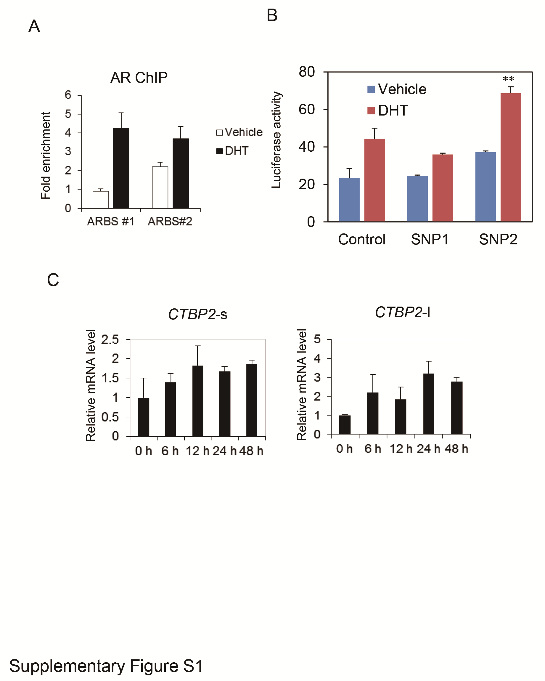 CtBP2 Modulates the Androgen Receptor to Promote Prostate Cancer ...
