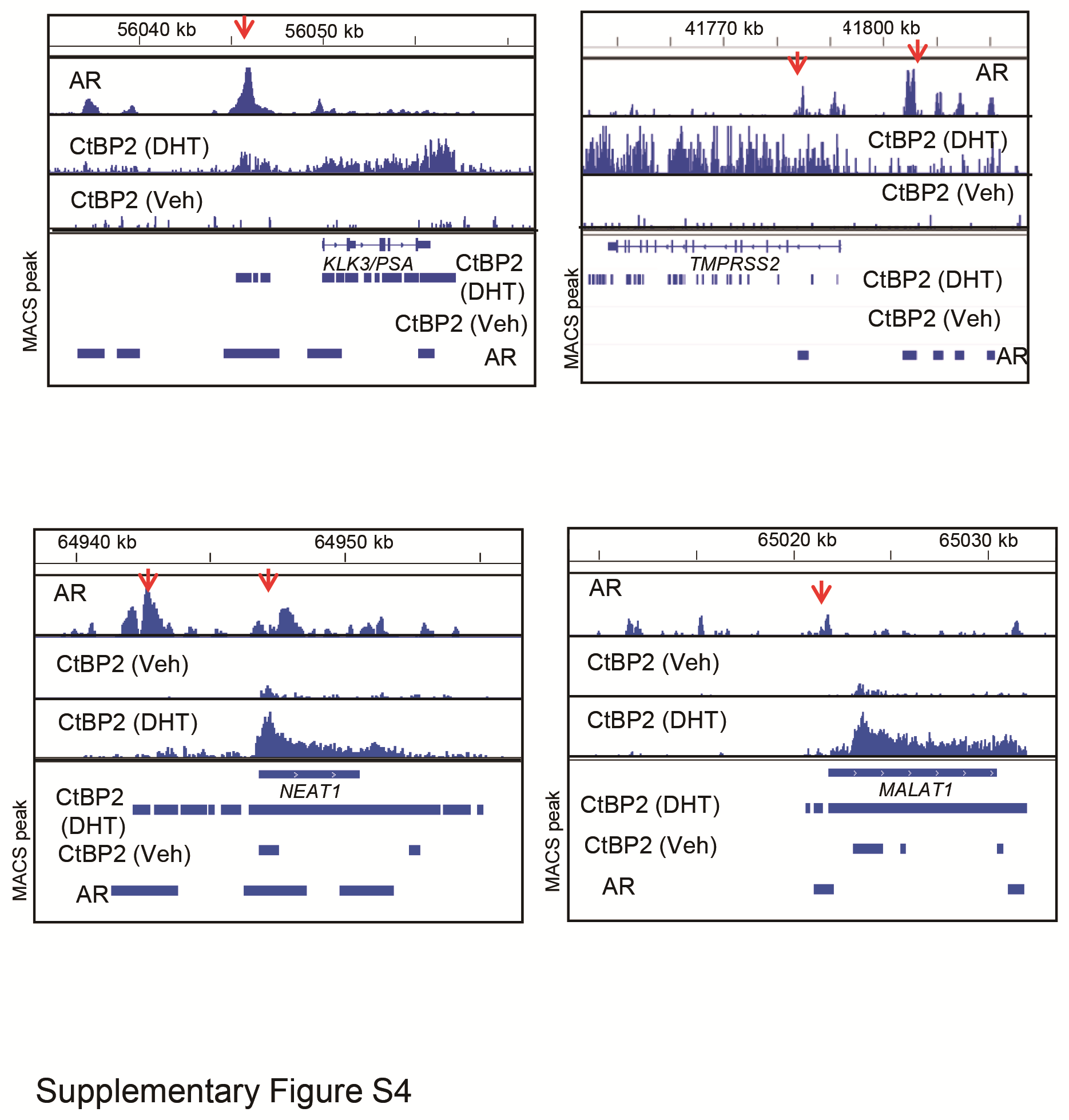 CtBP2 Modulates the Androgen Receptor to Promote Prostate Cancer ...