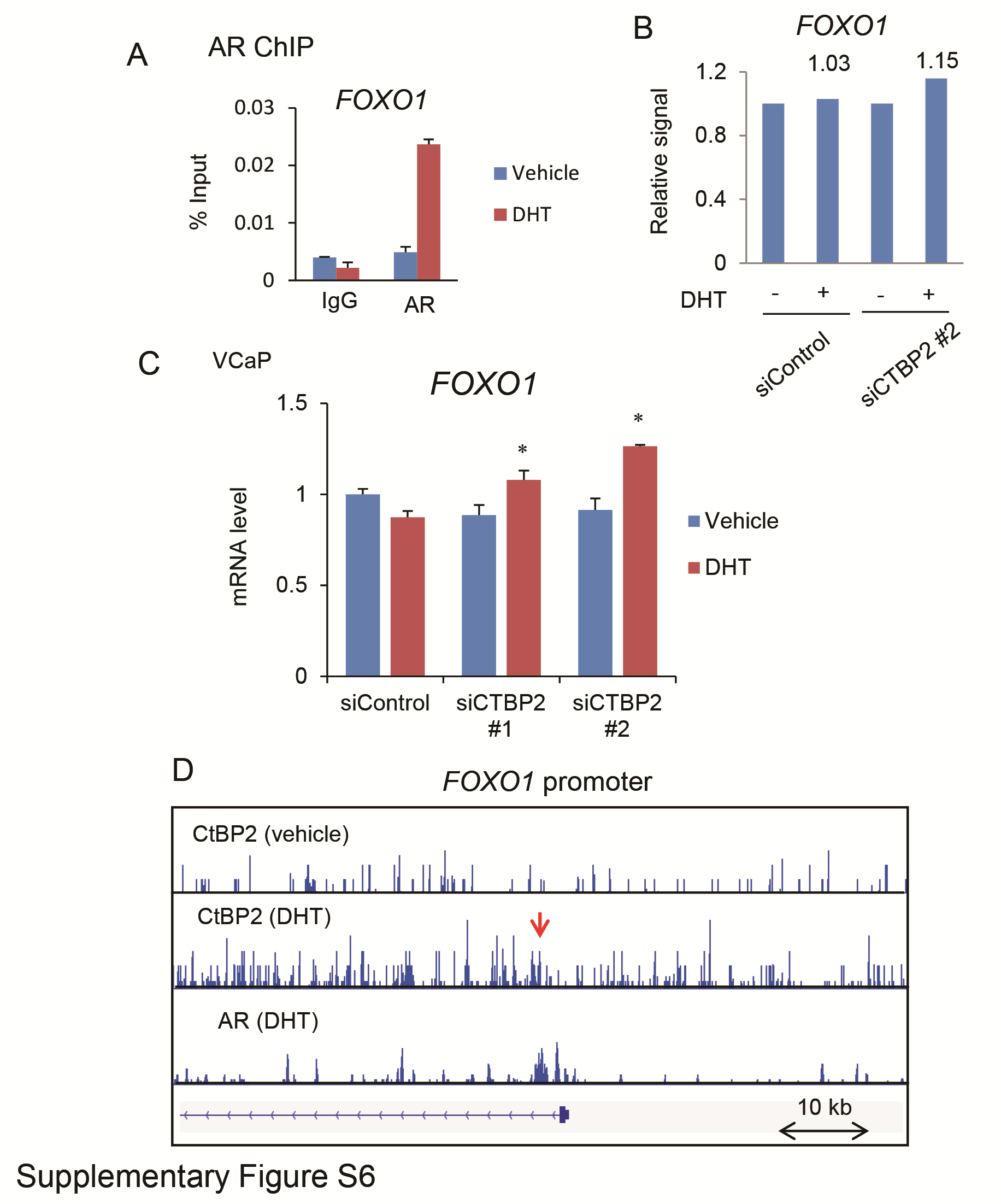CtBP2 Modulates the Androgen Receptor to Promote Prostate Cancer ...