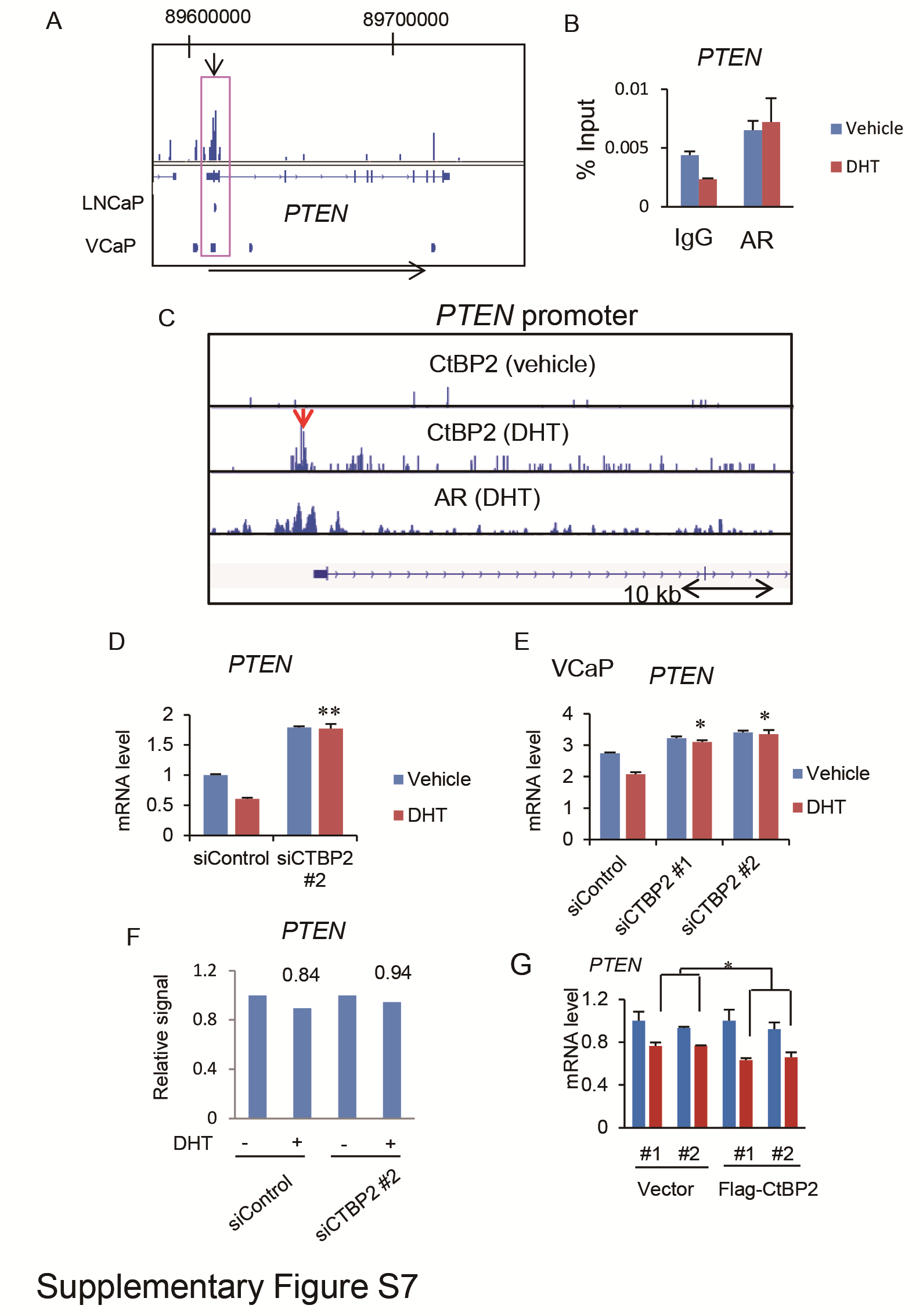 CtBP2 Modulates the Androgen Receptor to Promote Prostate Cancer ...