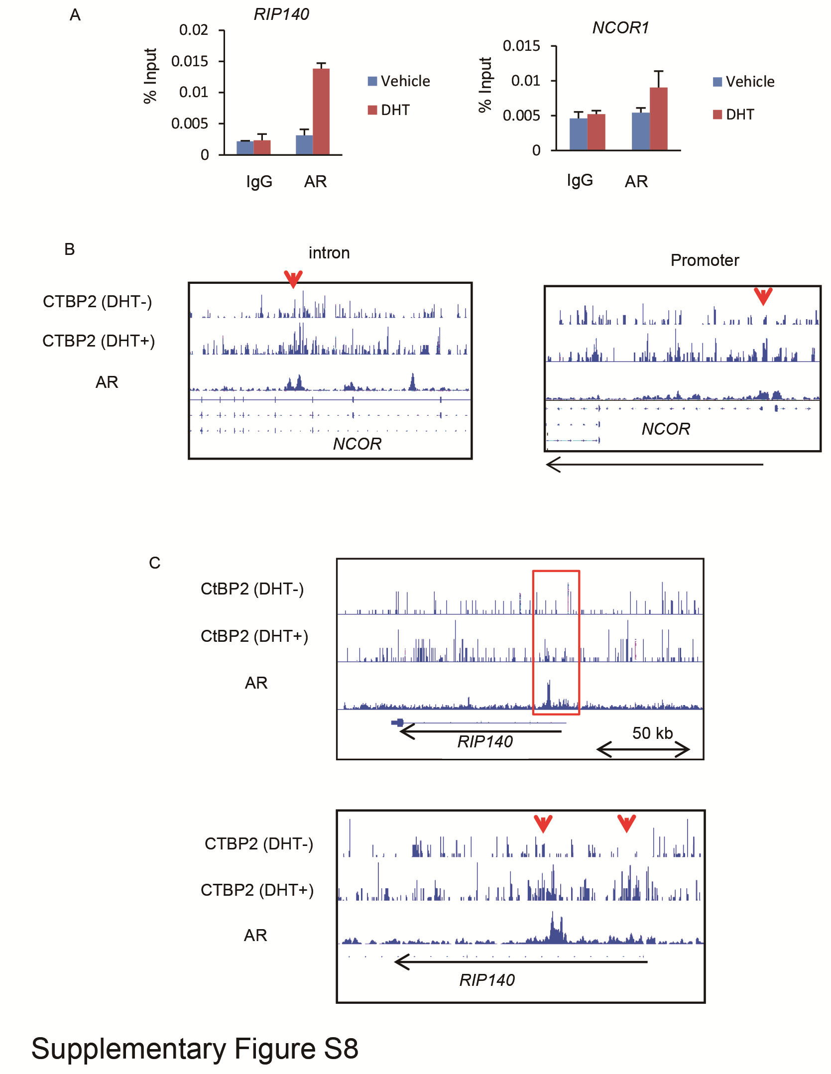 CtBP2 Modulates the Androgen Receptor to Promote Prostate Cancer ...